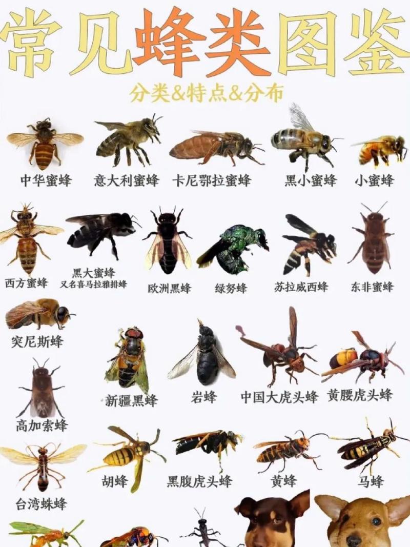 蜂考资源有哪些图标