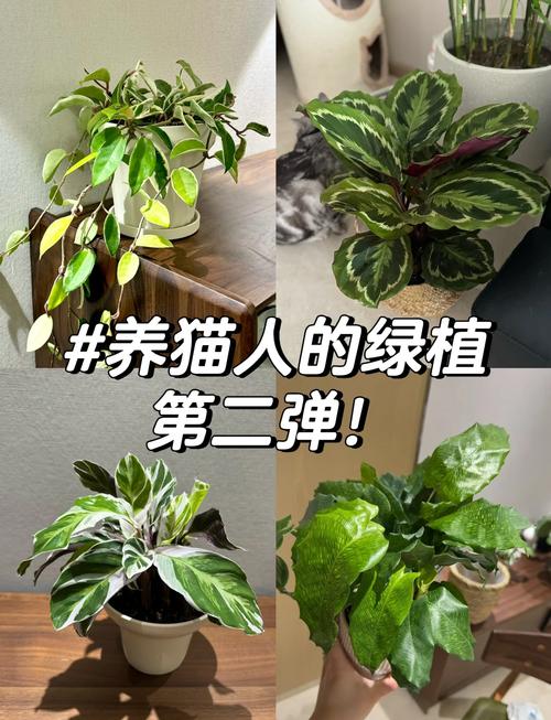 适合家养的无毒花卉截图