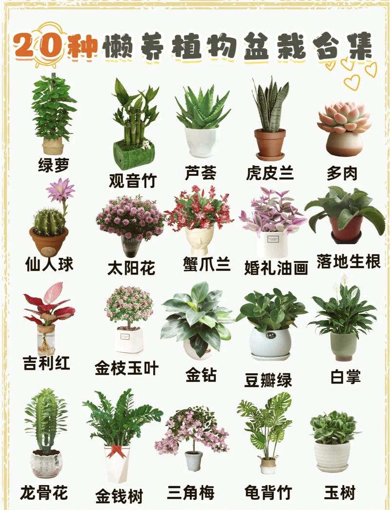 扫一扫认植物