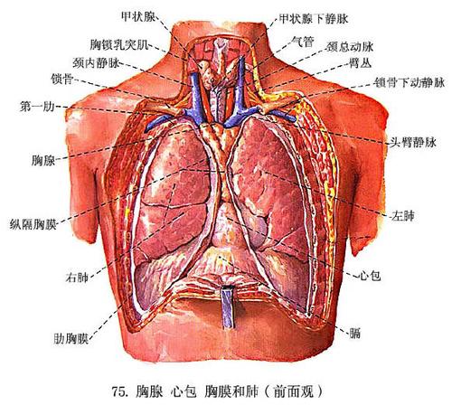 肺的位置示意图图标