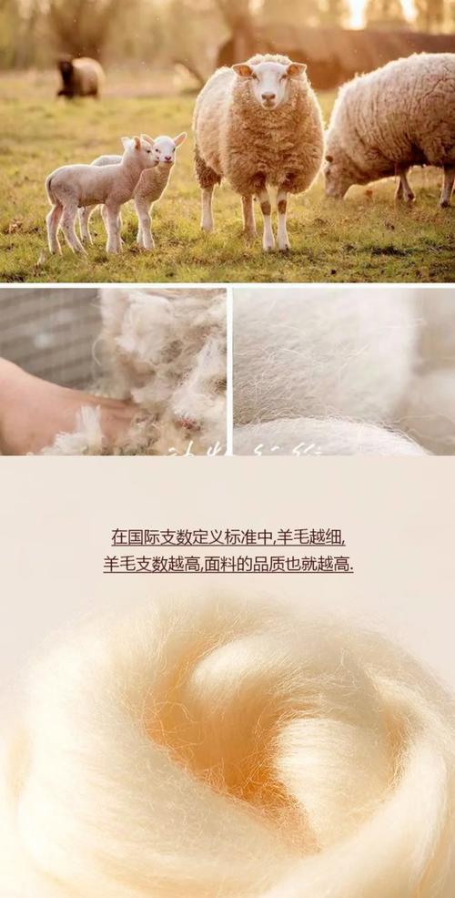 绵羊毛是纯羊毛吗图标