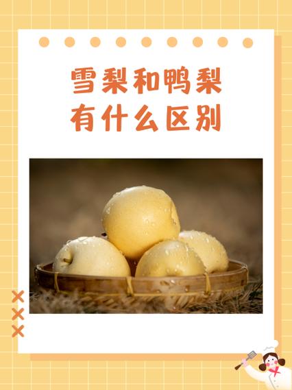 止咳梨子鸭梨还是雪梨图标