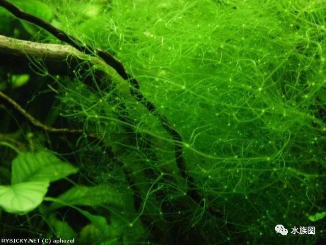斯塔夫罗斯2满天星版图标