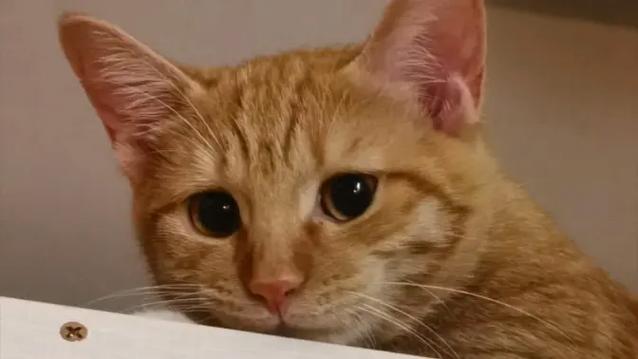 猫咪视频3.0图标