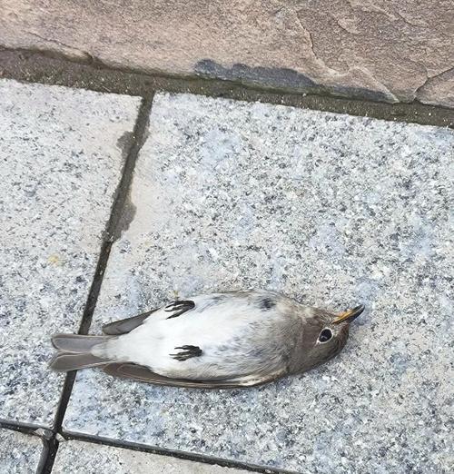 喂鸟 突然死了图标