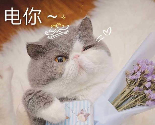 猫咪喵呜图标