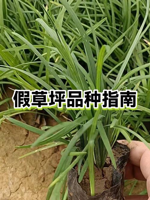草坪的品种有哪些图标