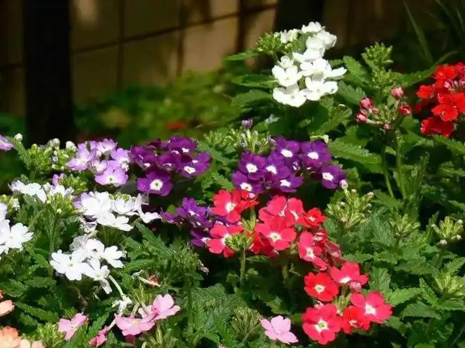 四川苜蓿草截图
