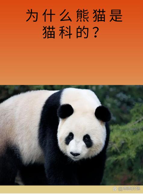 猫熊和熊猫的区别图标