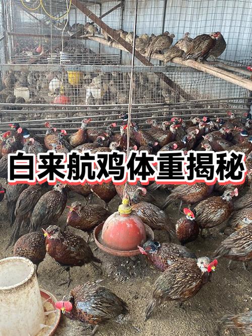 白鸡品种大全及图片图标