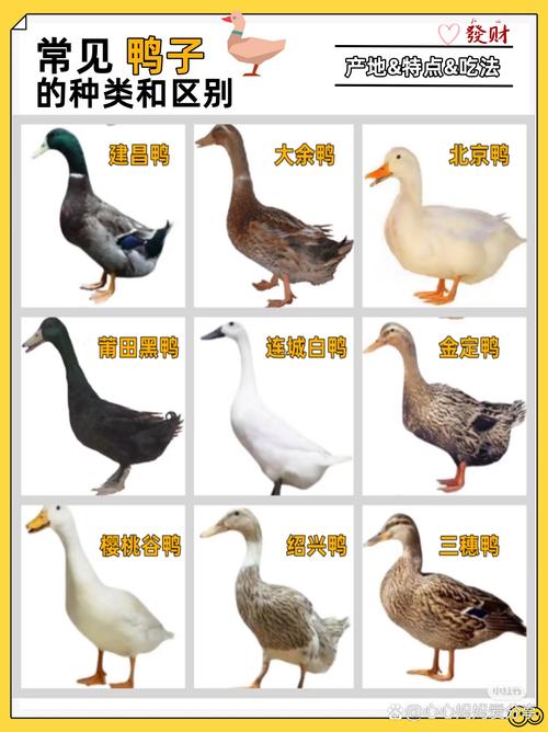 泥鸭和水鸭区别图标