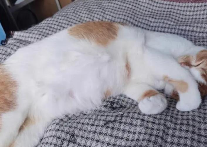 猫咪自己过夜会孤独吗图标