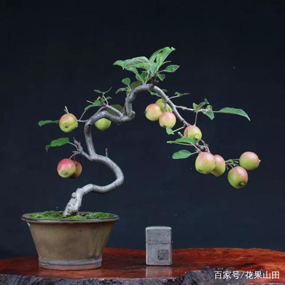 姬苹果属于什么档次图标