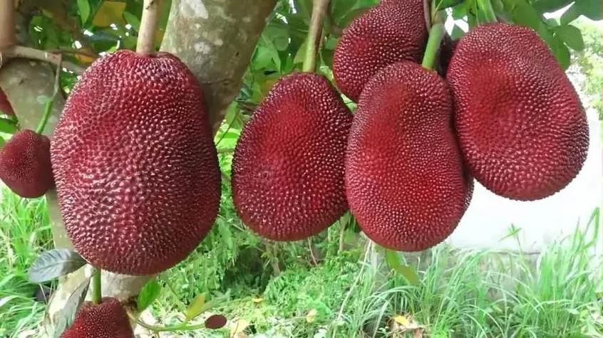 红皮菠萝蜜是什么品种截图