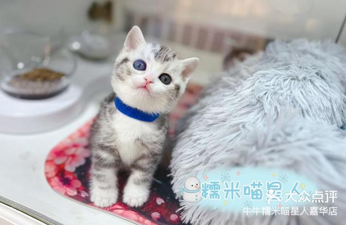 美短加白标准长相图标