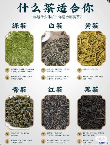 绿茶 种类图标