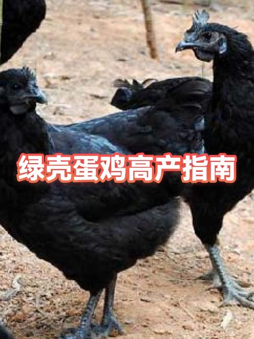 哪种绿壳蛋鸡产蛋率高图标