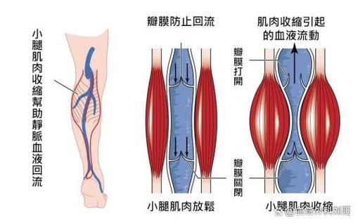 怎么增加小腿肌肉图标
