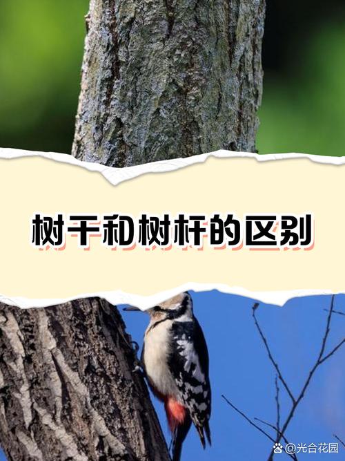 树丫和树桠的区别截图