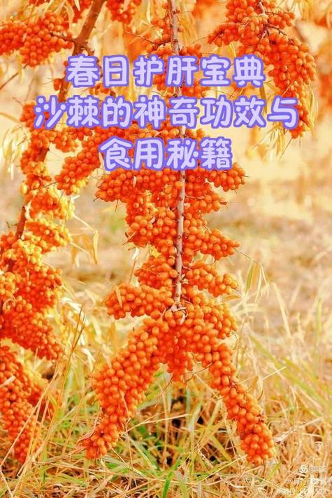 女人长期喝沙棘的好处图标