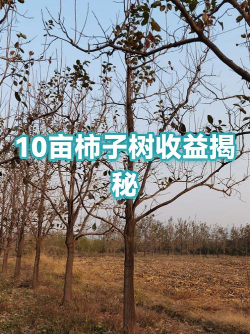 一个果园一年的收入图标