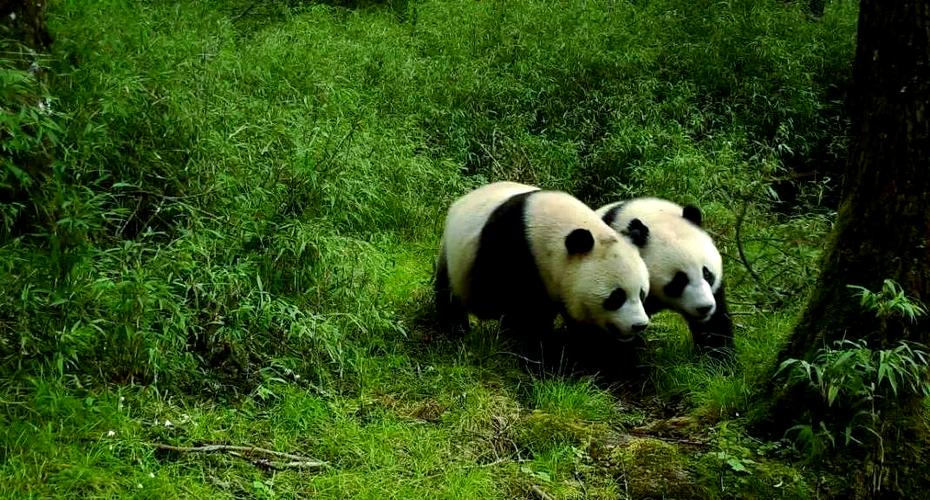 去哪里看大熊猫图标