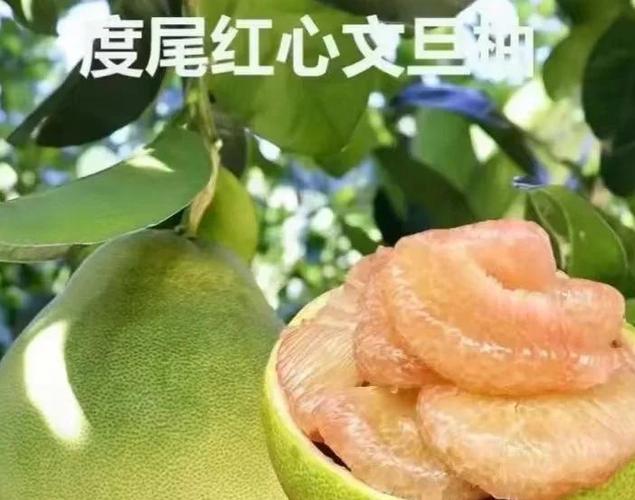 柚子几年的树龄最好吃截图