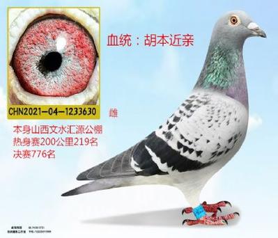 99信鸽网