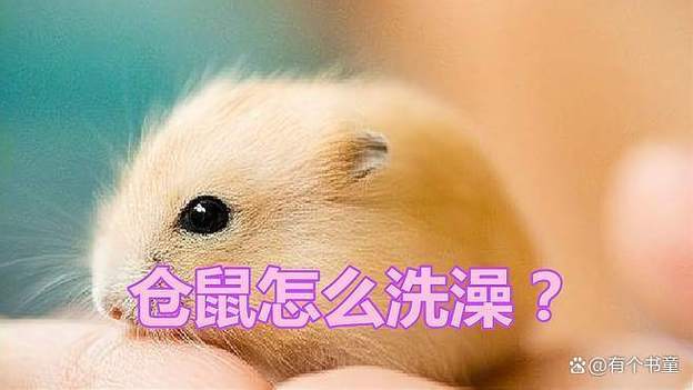 仓鼠身上沾了水会死吗