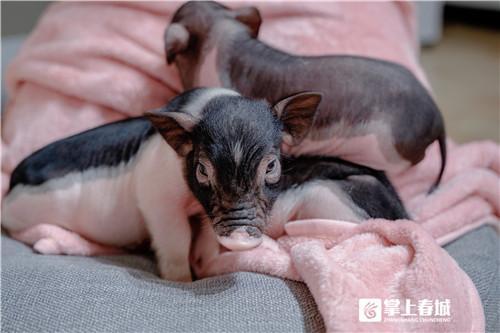 8只小猪图标