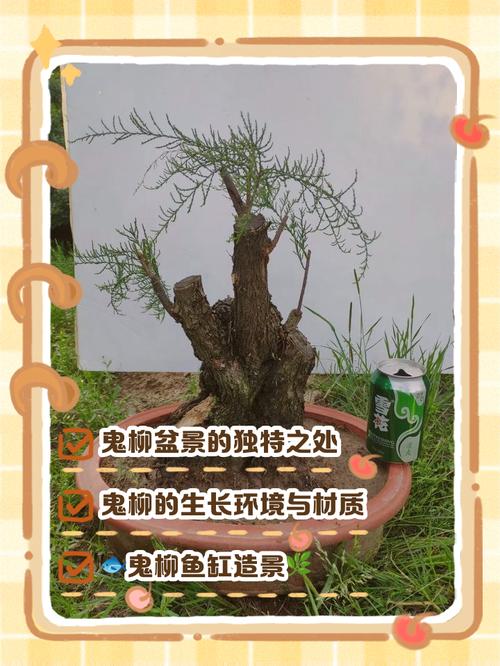 鬼盆栽的性格配招图标