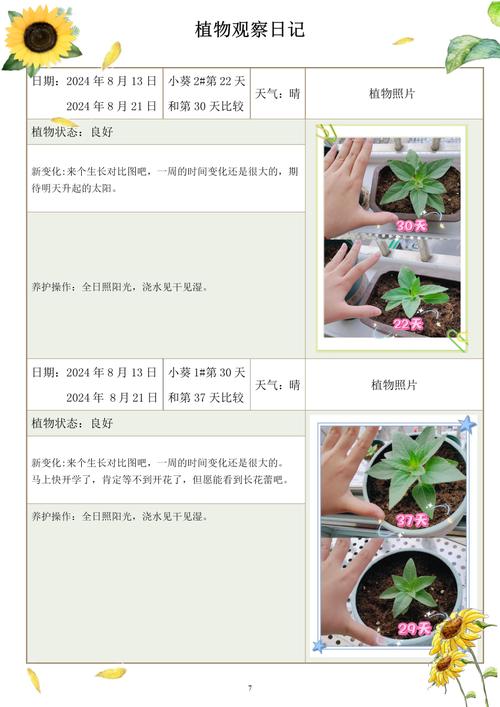 向日葵挂机脚本图标