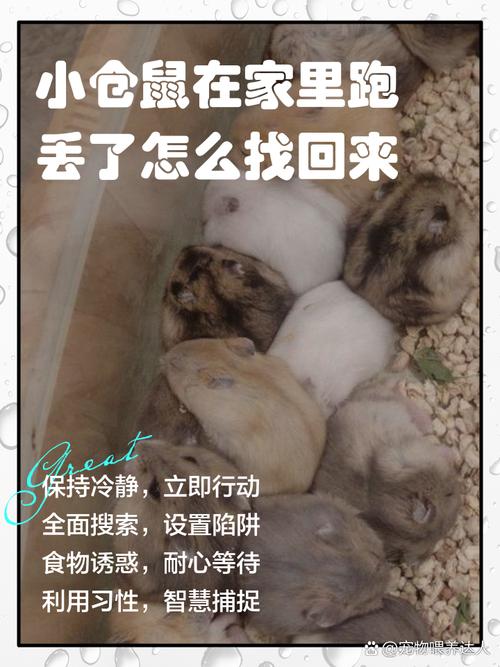 寄一只仓鼠要多少邮费截图