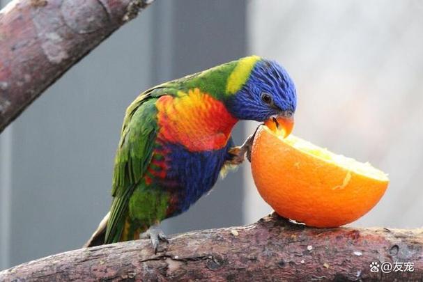 鹦鹉玩什么图标