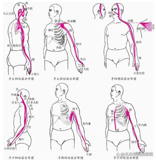 陈涛老师十六筋结位置图图标