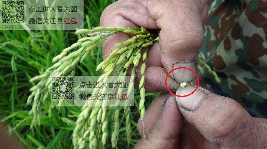 稻花香转基因大米截图