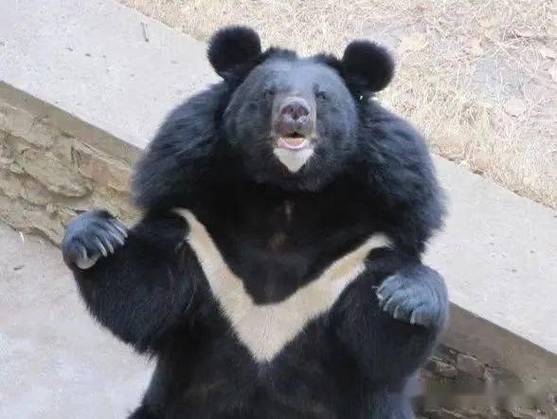 为什么熊胸口有v字截图