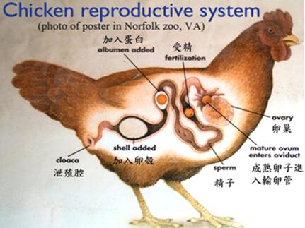 鸡蛋的形成过程视频图标