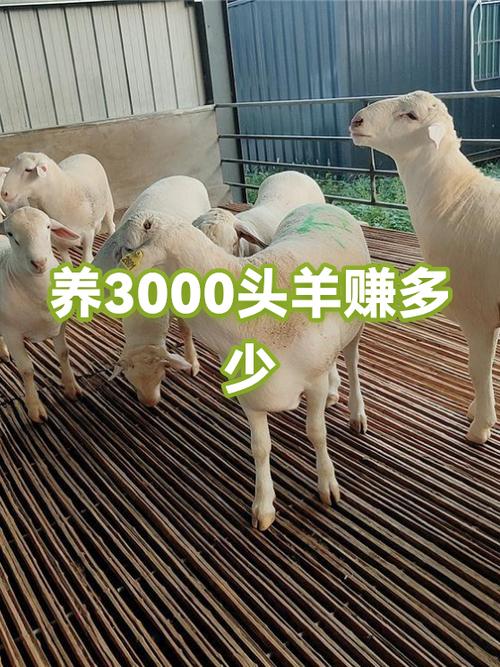养20头羊一年赚多少钱图标