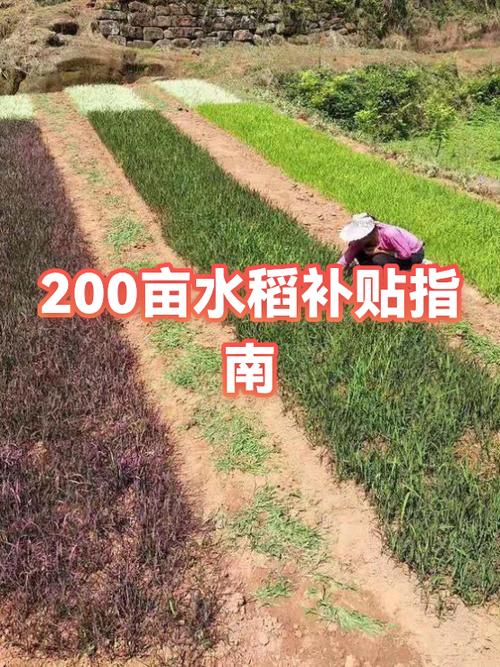 200亩地水稻能挣多少钱截图
