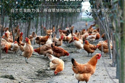 土鸡跟老母鸡的区别图标