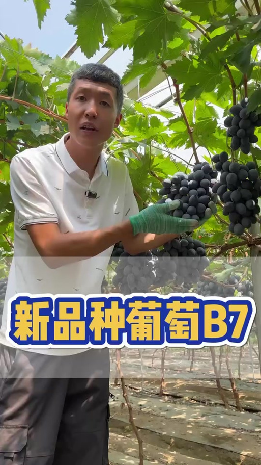 葡萄种类名称及图片图标