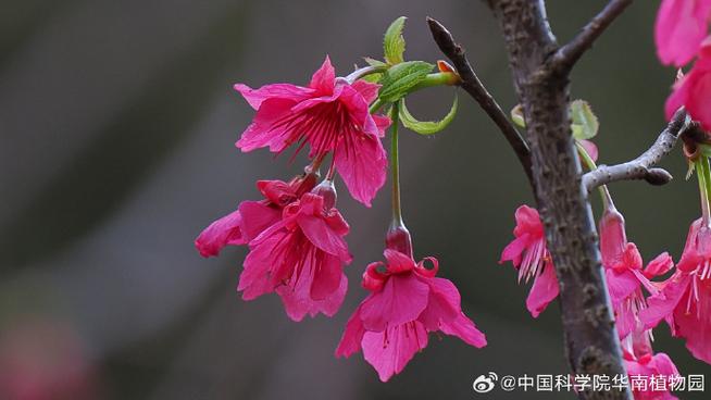 樱花颜色有什么颜色代表图标