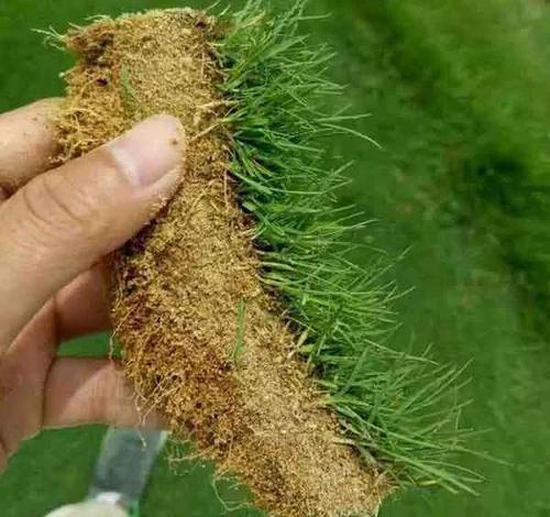 草坪种子图标