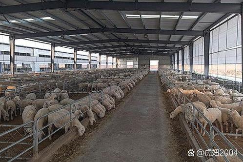 1000只标准养羊场截图