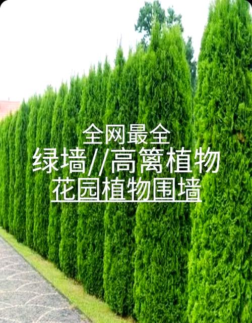 梳妆台最旺三种植物图标
