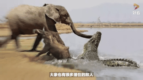 大象好像一堵墙