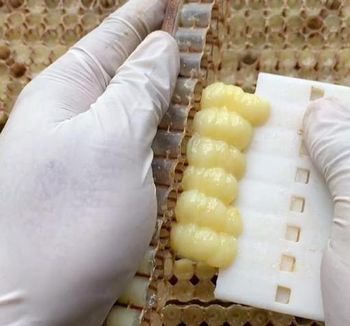 蜂王介入最安全方法截图