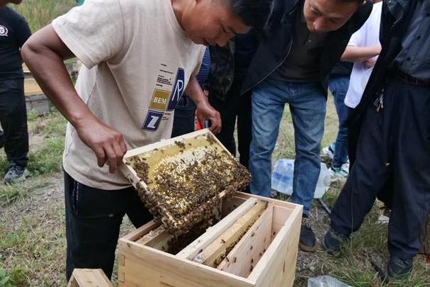 养蜂蜜蜂养殖技术图标