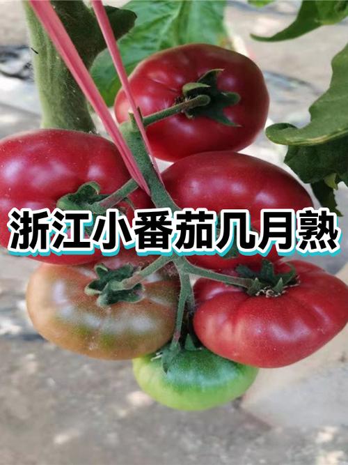 番茄一般几个月成熟图标